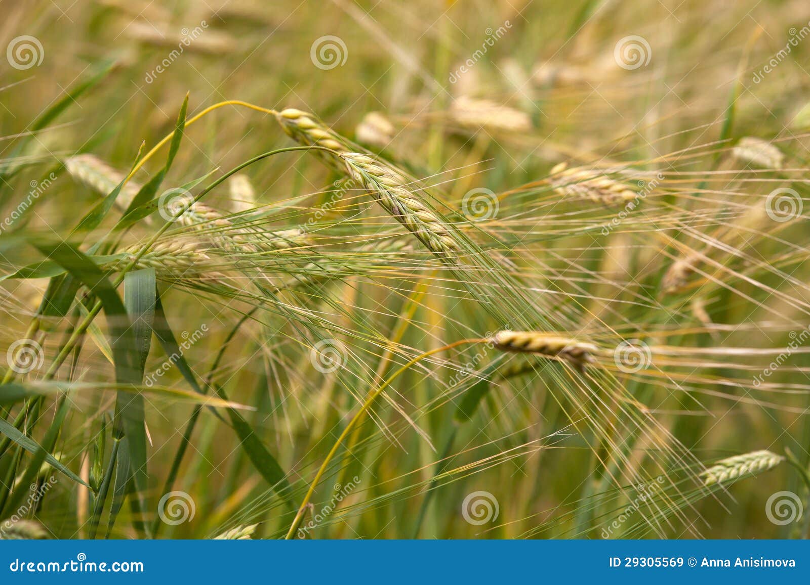 Field of gold barley stock image. Image of green, closeup - 29305569