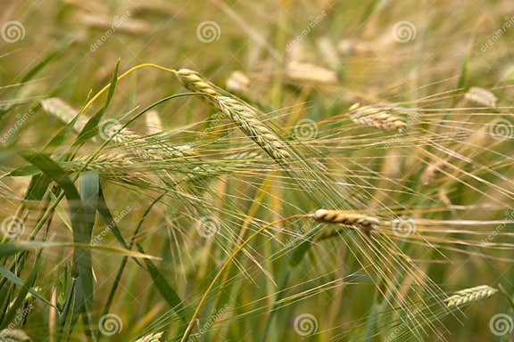 Field of gold barley stock image. Image of green, closeup - 29305569