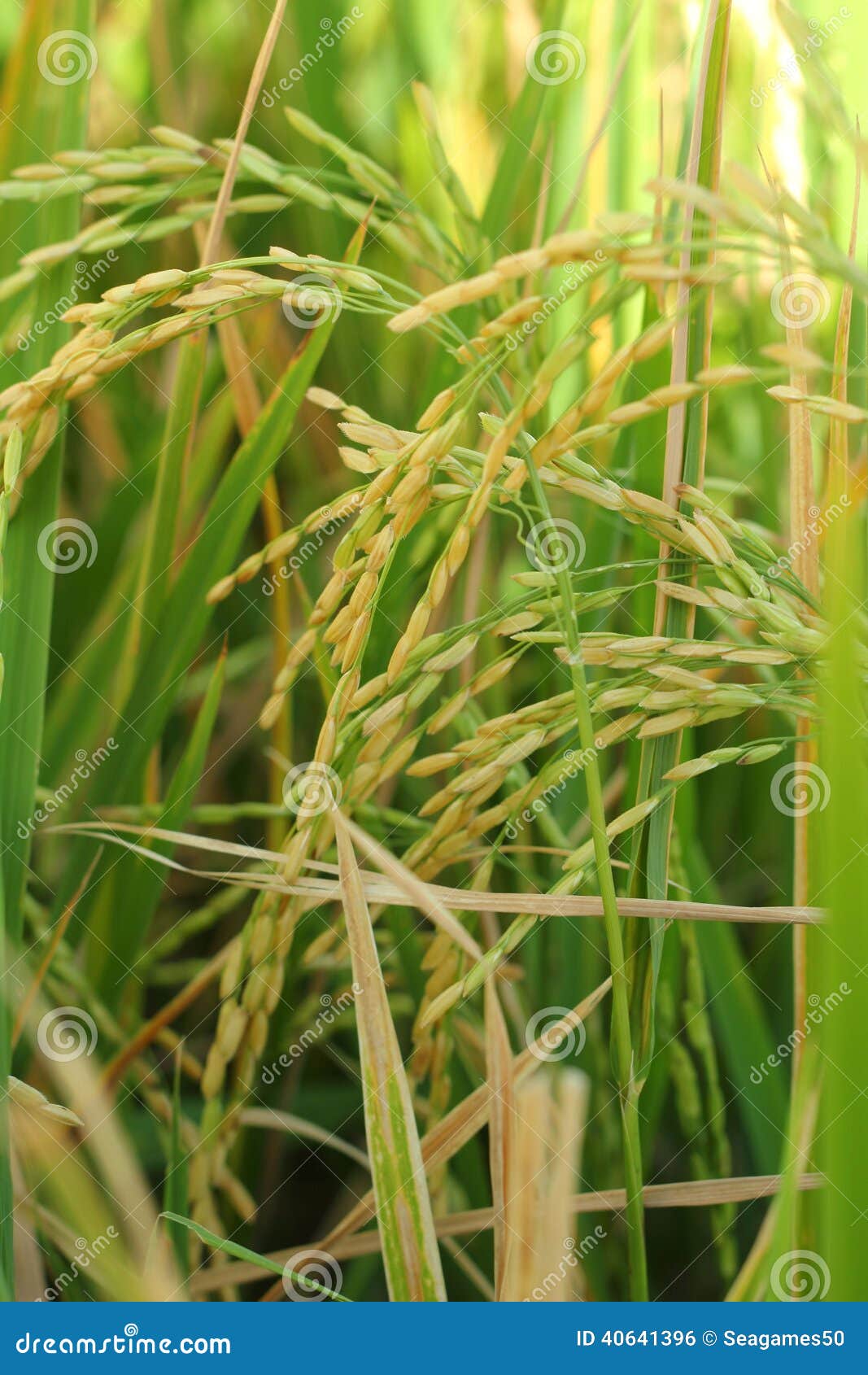 Field of Gold Rice in Nature Stock Photo - Image of farmland, farming ...