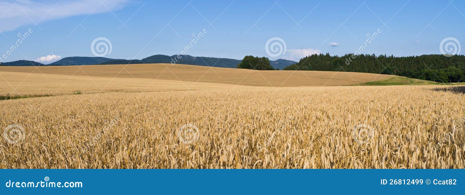 Field of golden grain stock image. Image of farmland - 26812499