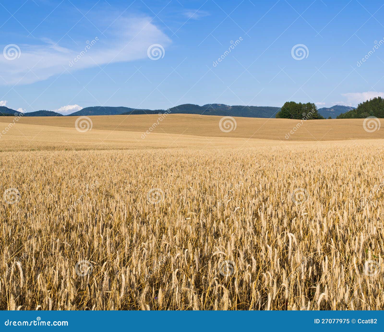 Field of golden grain stock image. Image of agricultural - 27077975