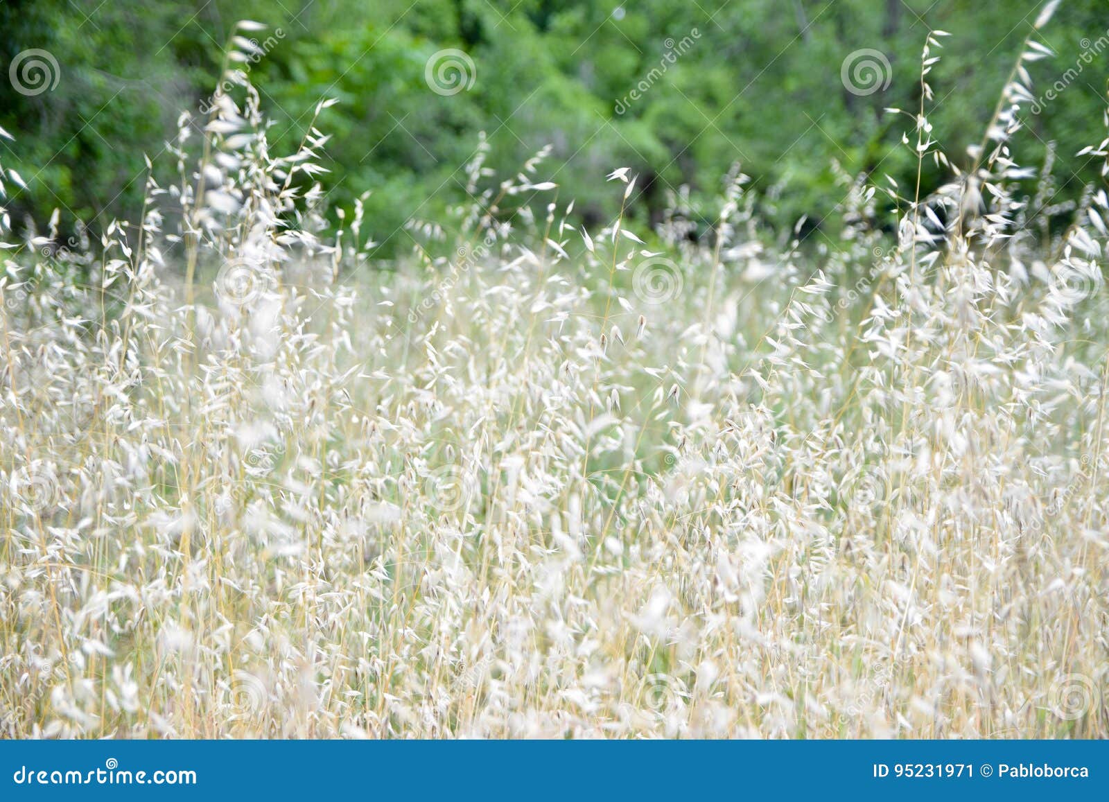 Field of golden grass stock image. Image of growth, lawn - 95231971