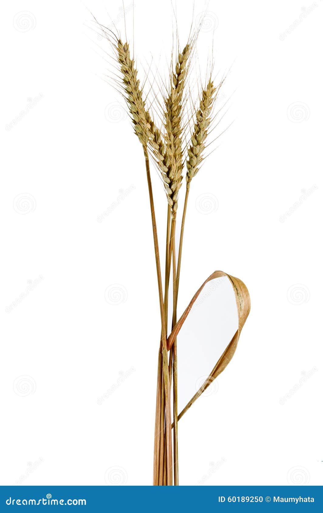 Field of golden rye stock photo. Image of landscape, background - 60189250