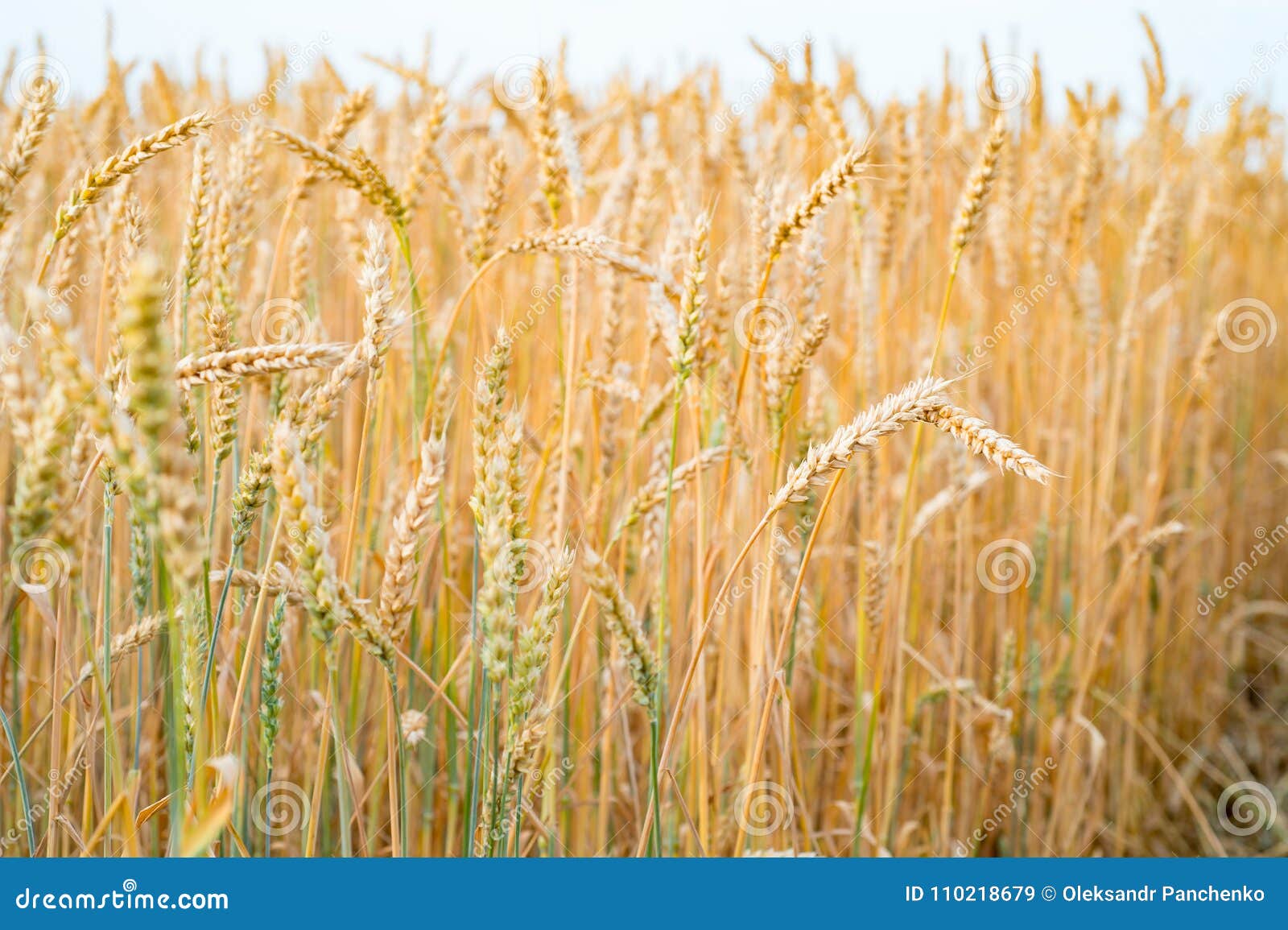 A Field of Golden Rye Close Up Stock Image - Image of landscape, land ...