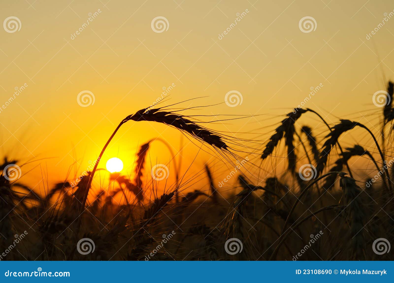 Field in golden sunset stock photo. Image of dramatic - 23108690