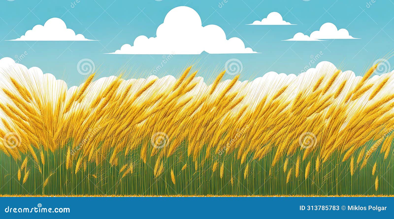 A Field of Golden Wheat. stock image. Image of wheat - 313785783
