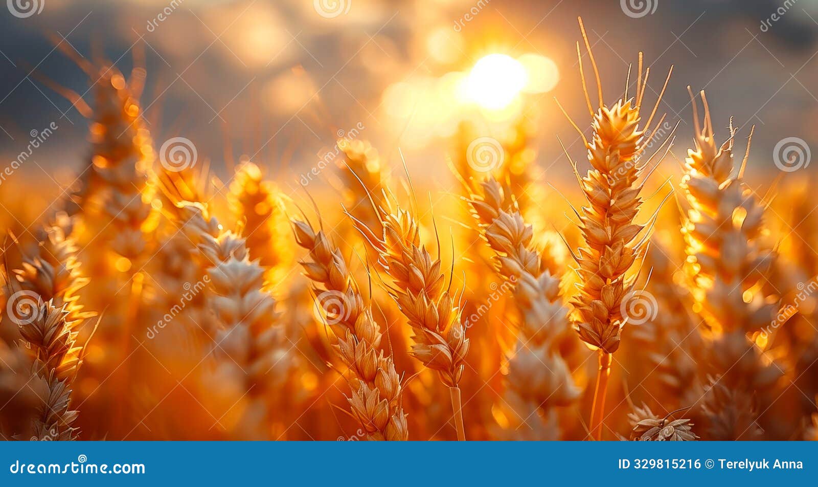 A Field of Golden Wheat with the Sun Shining on it Stock Photo - Image ...