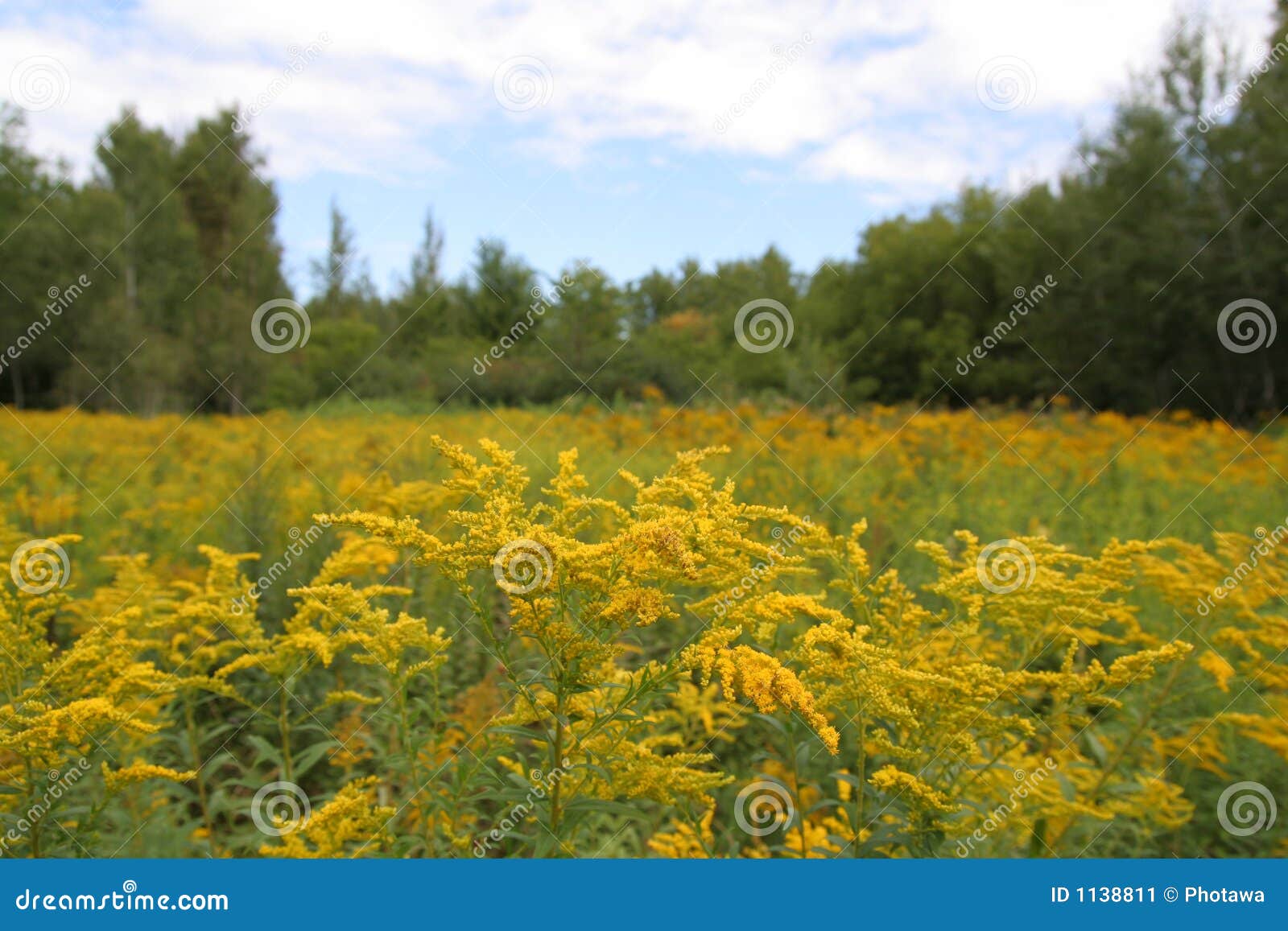 Field of Goldenrod stock image. Image of august, ontario - 1138811