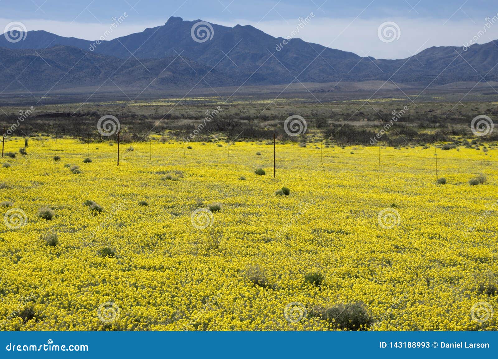 Field of Gordon`s Bladderpod Flower Stock Image - Image of field ...
