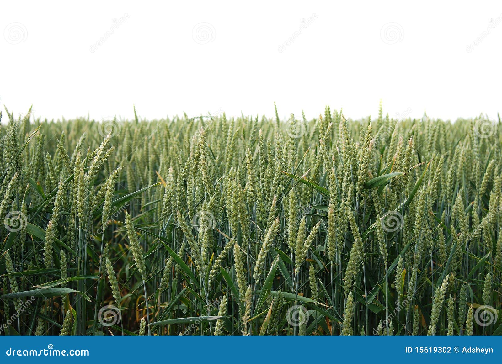 Field of grain stock photo. Image of close, corn, blossom - 15619302