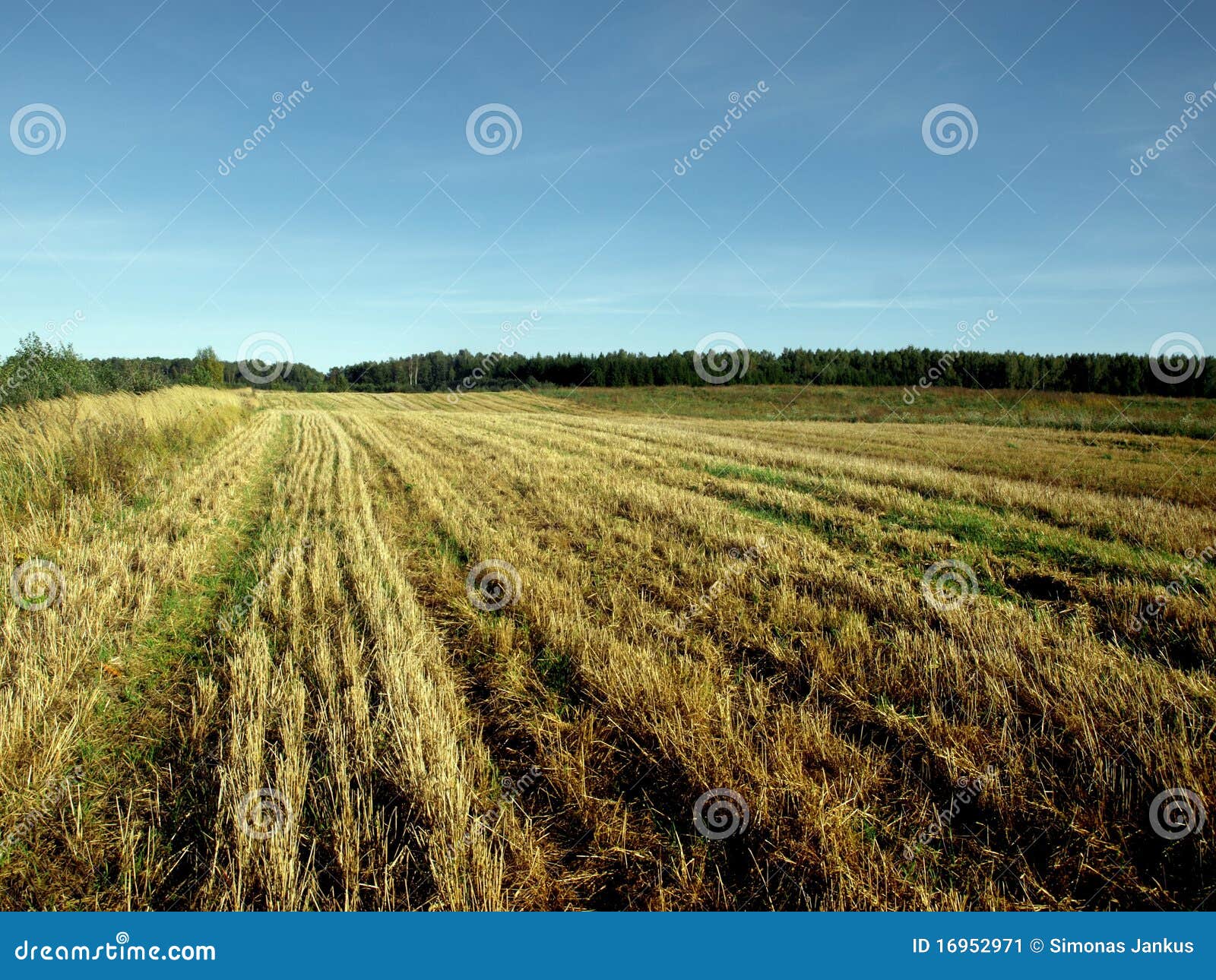 Field of Grain stock image. Image of autumn, rural, vegetable - 16952971
