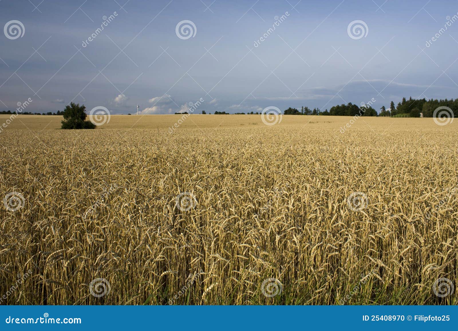 Field of grain stock photo. Image of cereal, barley, bread - 25408970