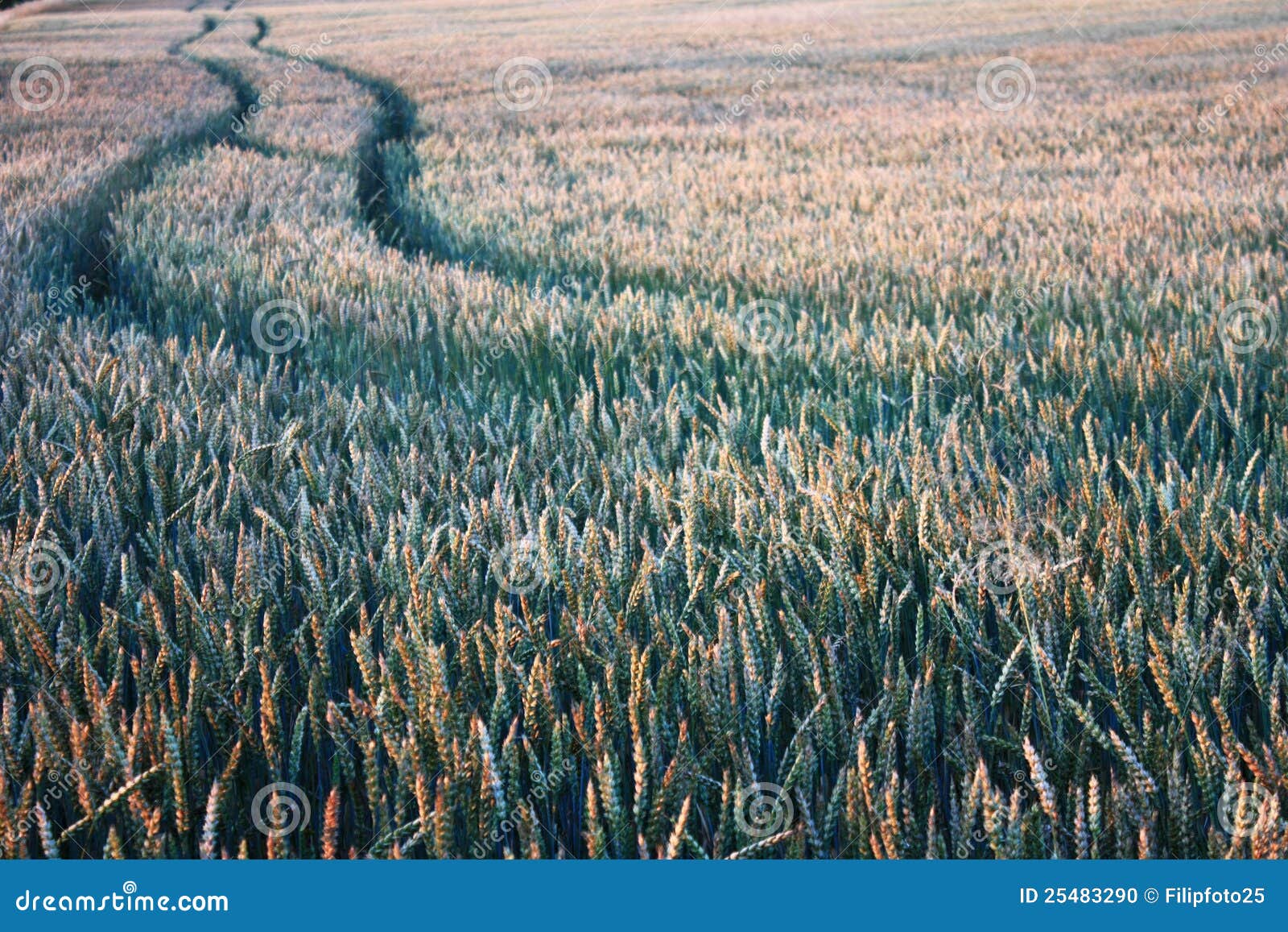 Field of grain stock photo. Image of barley, natural - 25483290