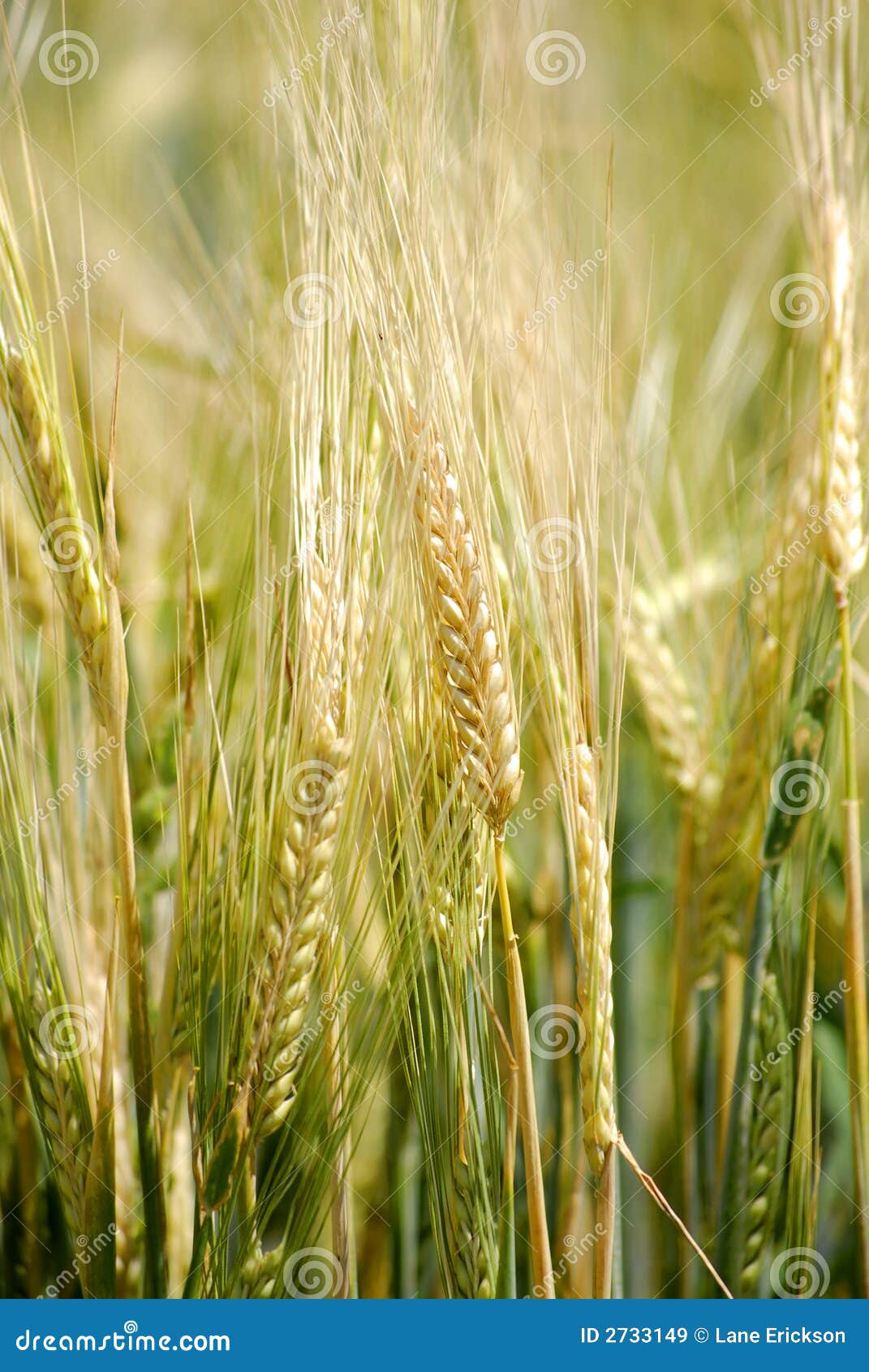 Field of Grain stock image. Image of weigh, grain, bend - 2733149