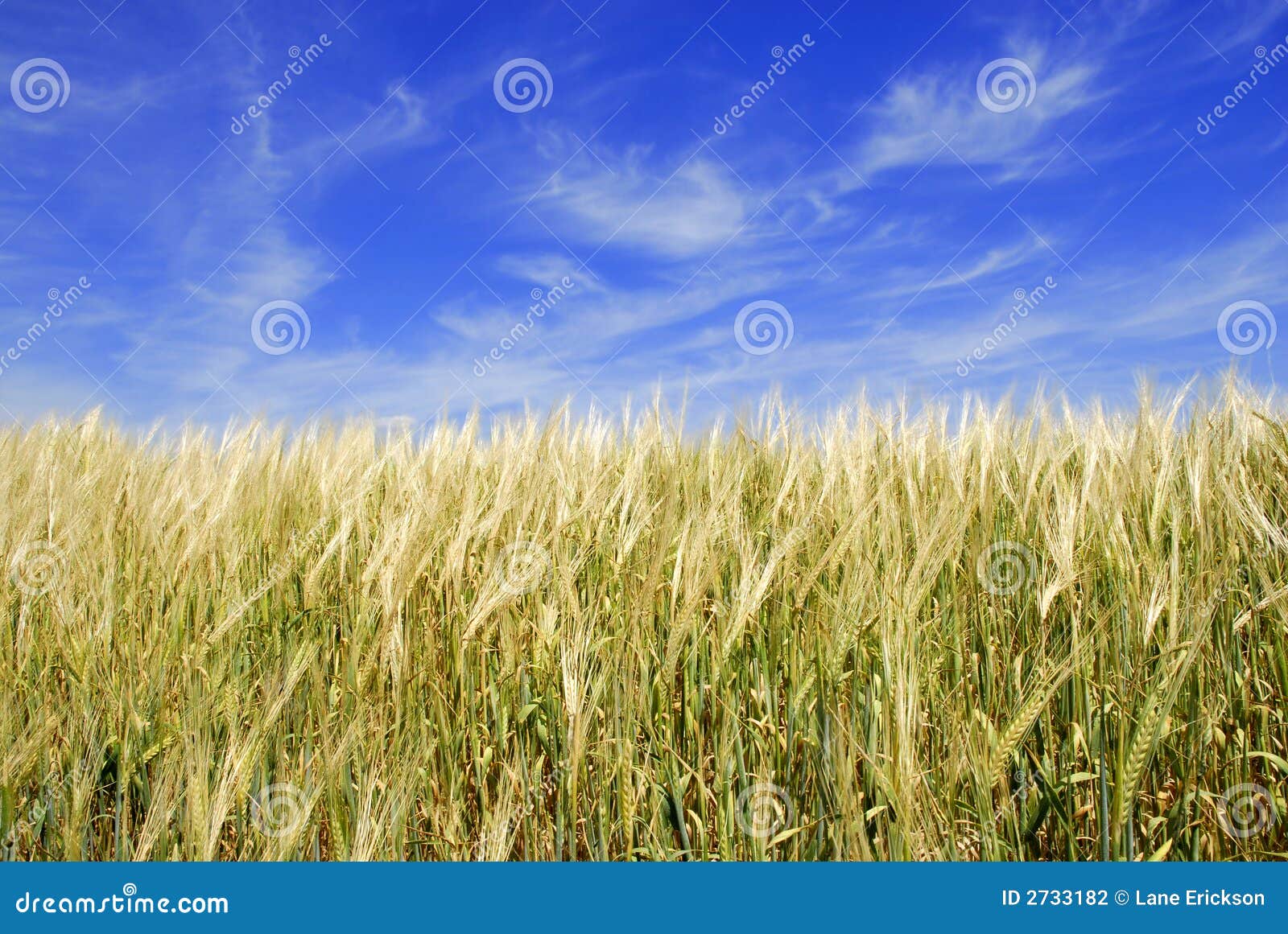 Field of Grain stock photo. Image of growth, greenery - 2733182