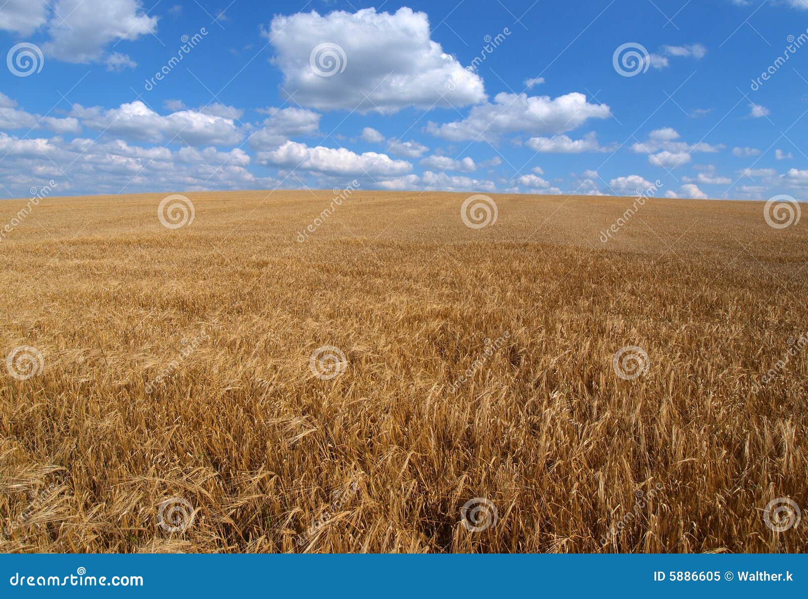 Field of grain stock image. Image of farmland, food, agriculture - 5886605