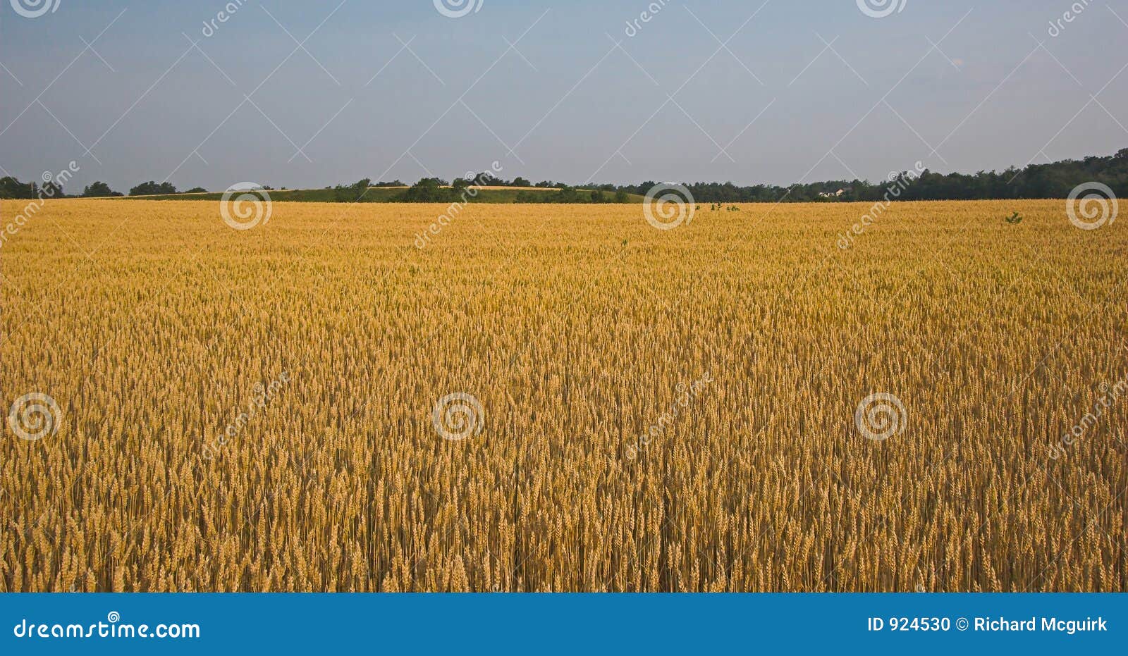 Field Of Grain Picture. Image: 924530