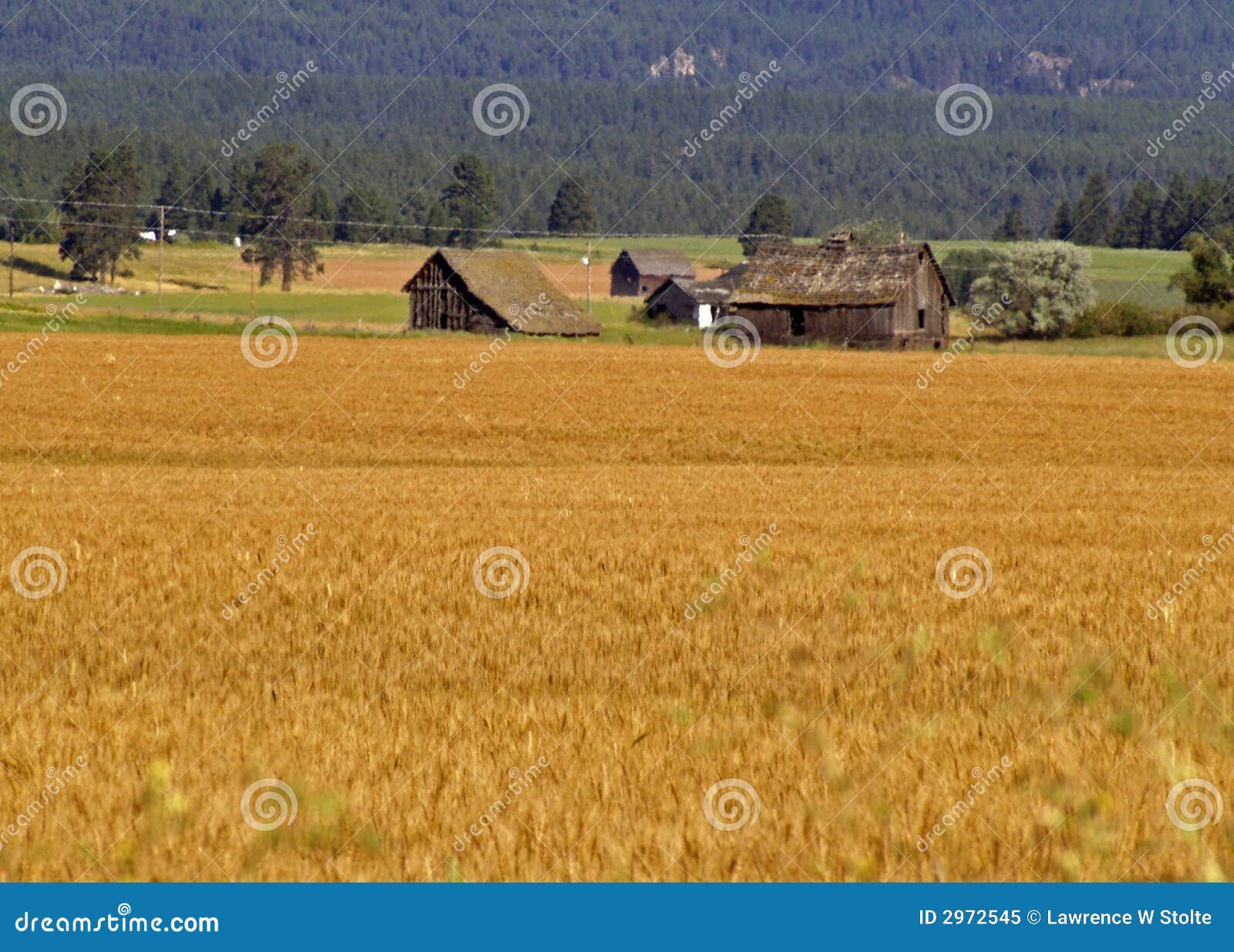 Field of Grain and Barn stock image. Image of pasture - 2972545