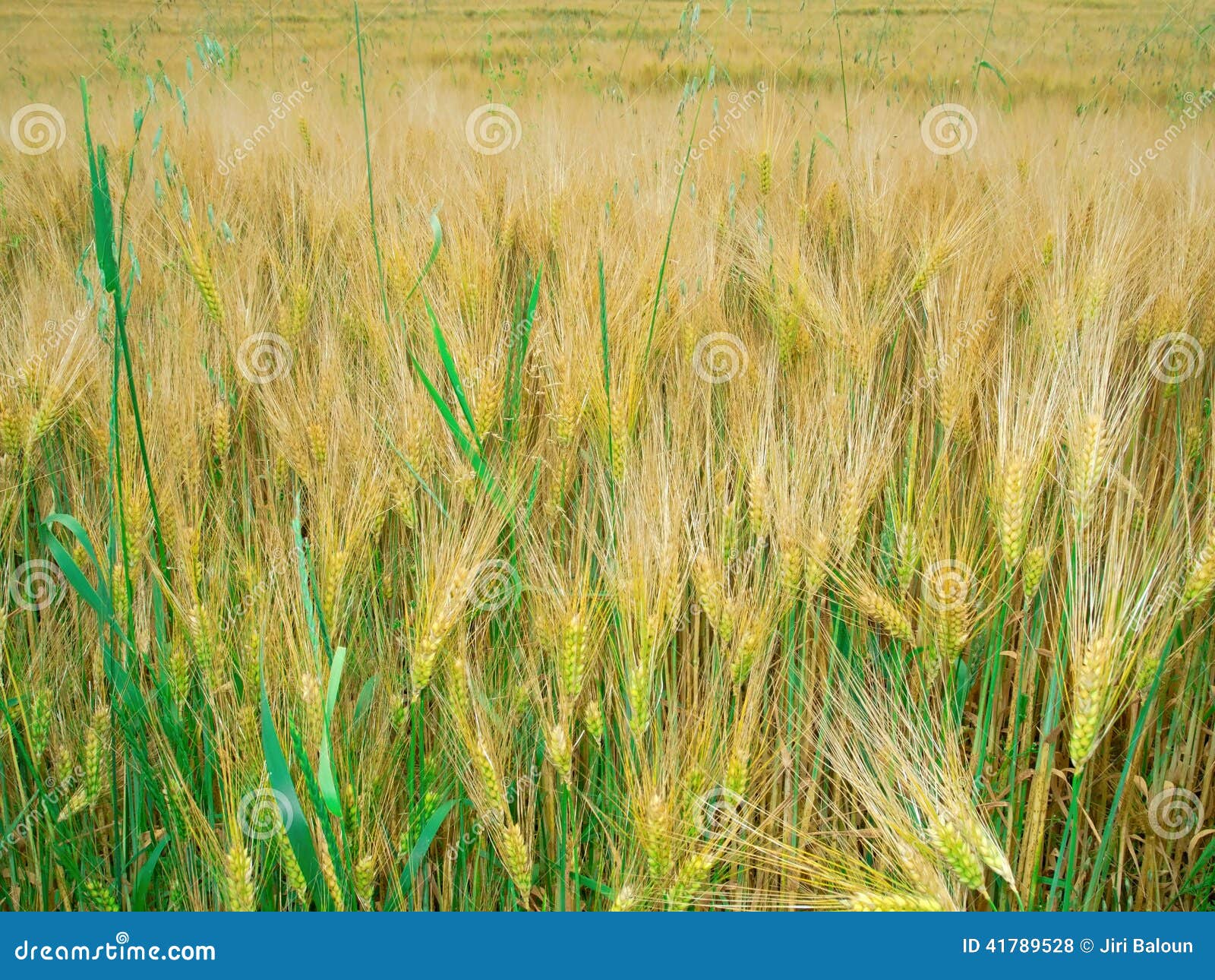 Field of grain stock photo. Image of corn, weed, landscape - 41789528