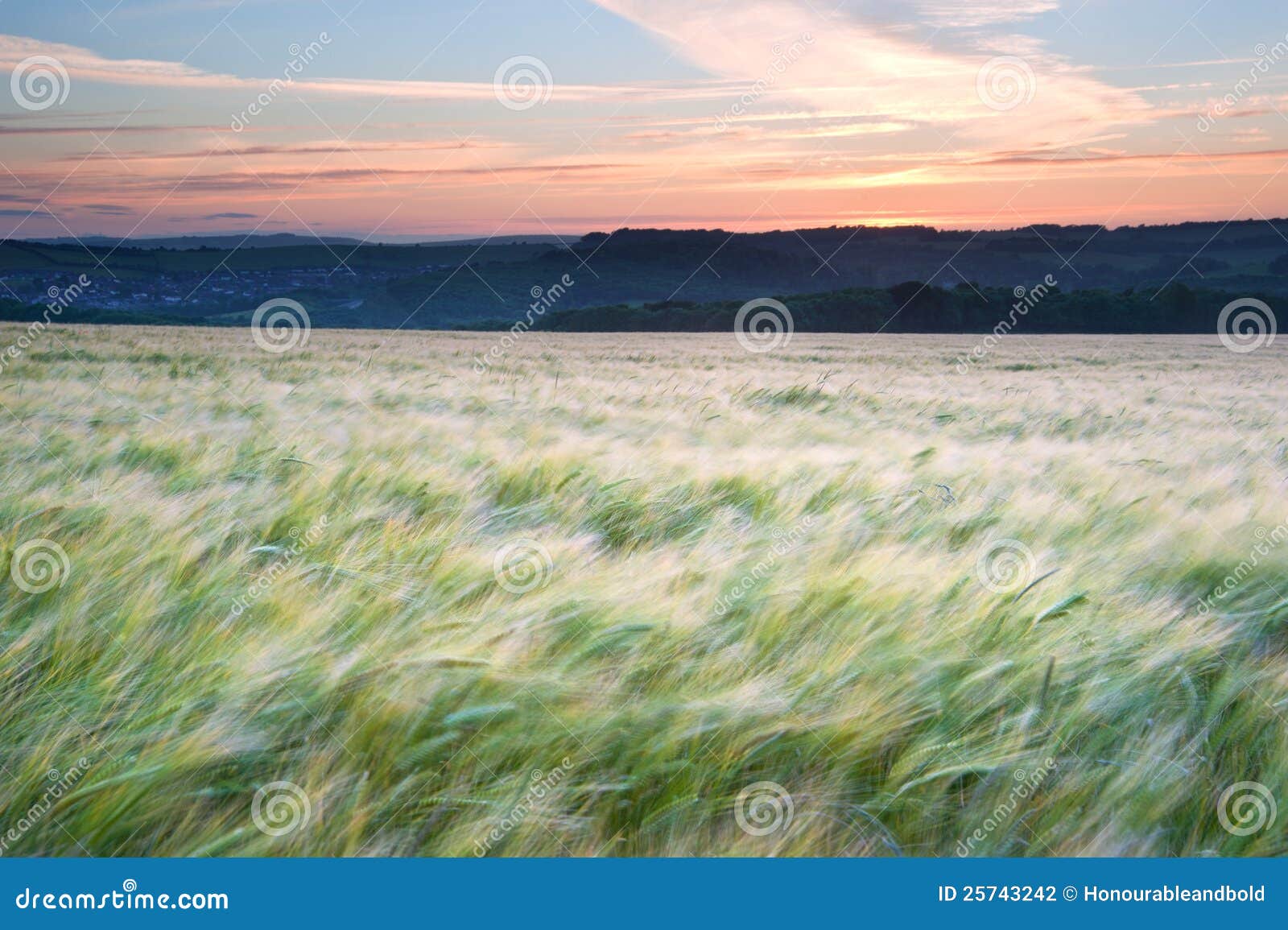 Field of Grain Blowing in Wind Summer Sunset Stock Photo - Image of ...