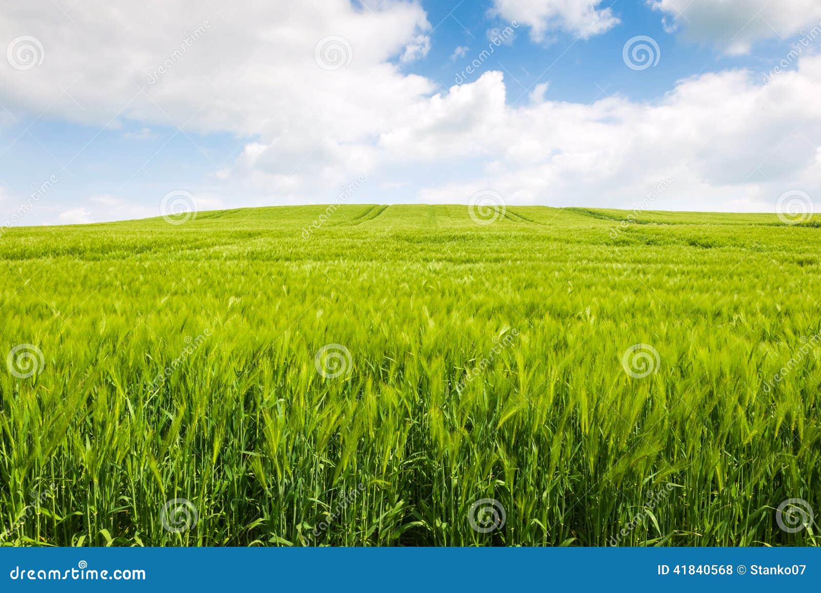 Field of grain stock photo. Image of green, daylight - 41840568