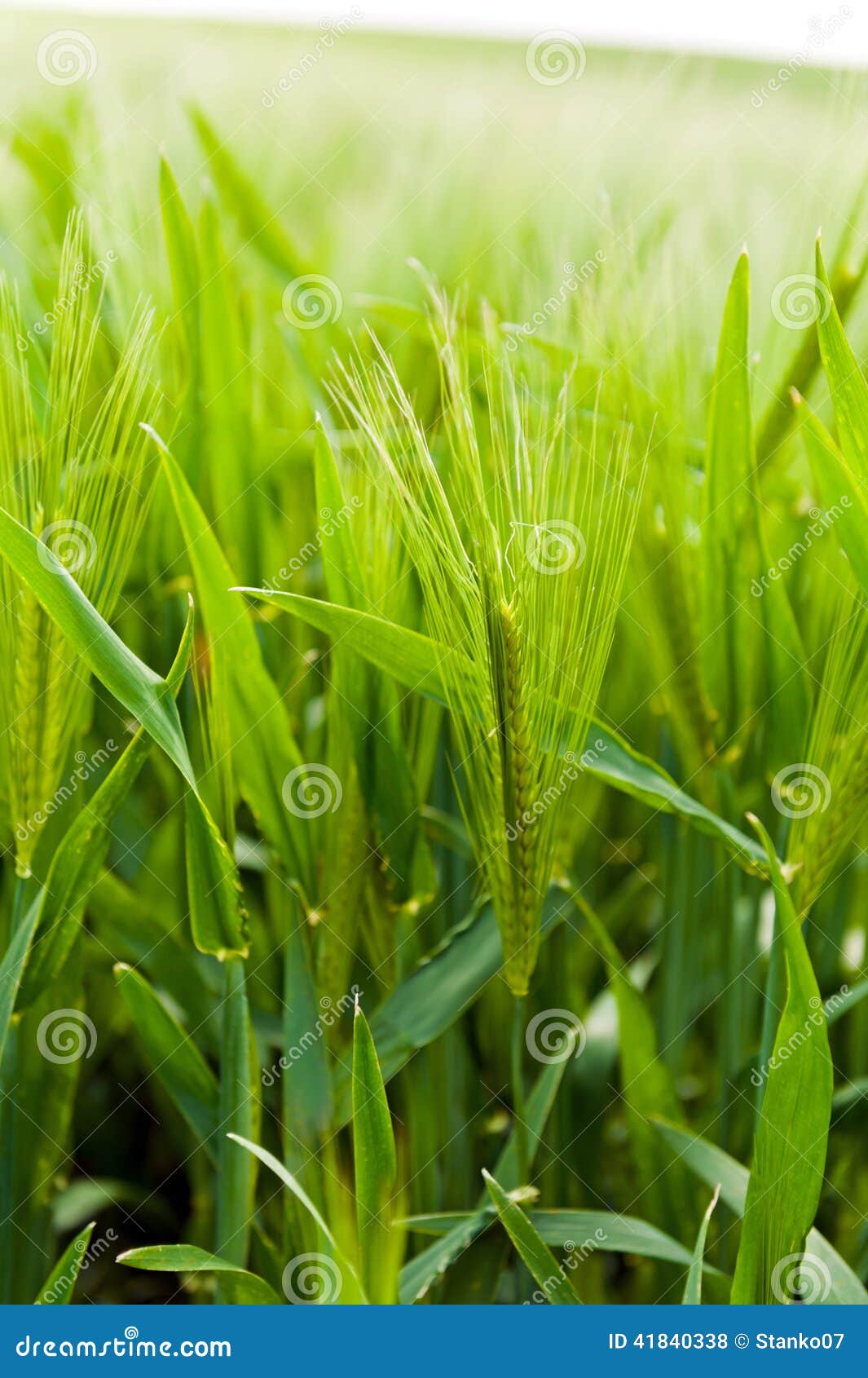 Field of grain stock photo. Image of growing, ecology - 41840338