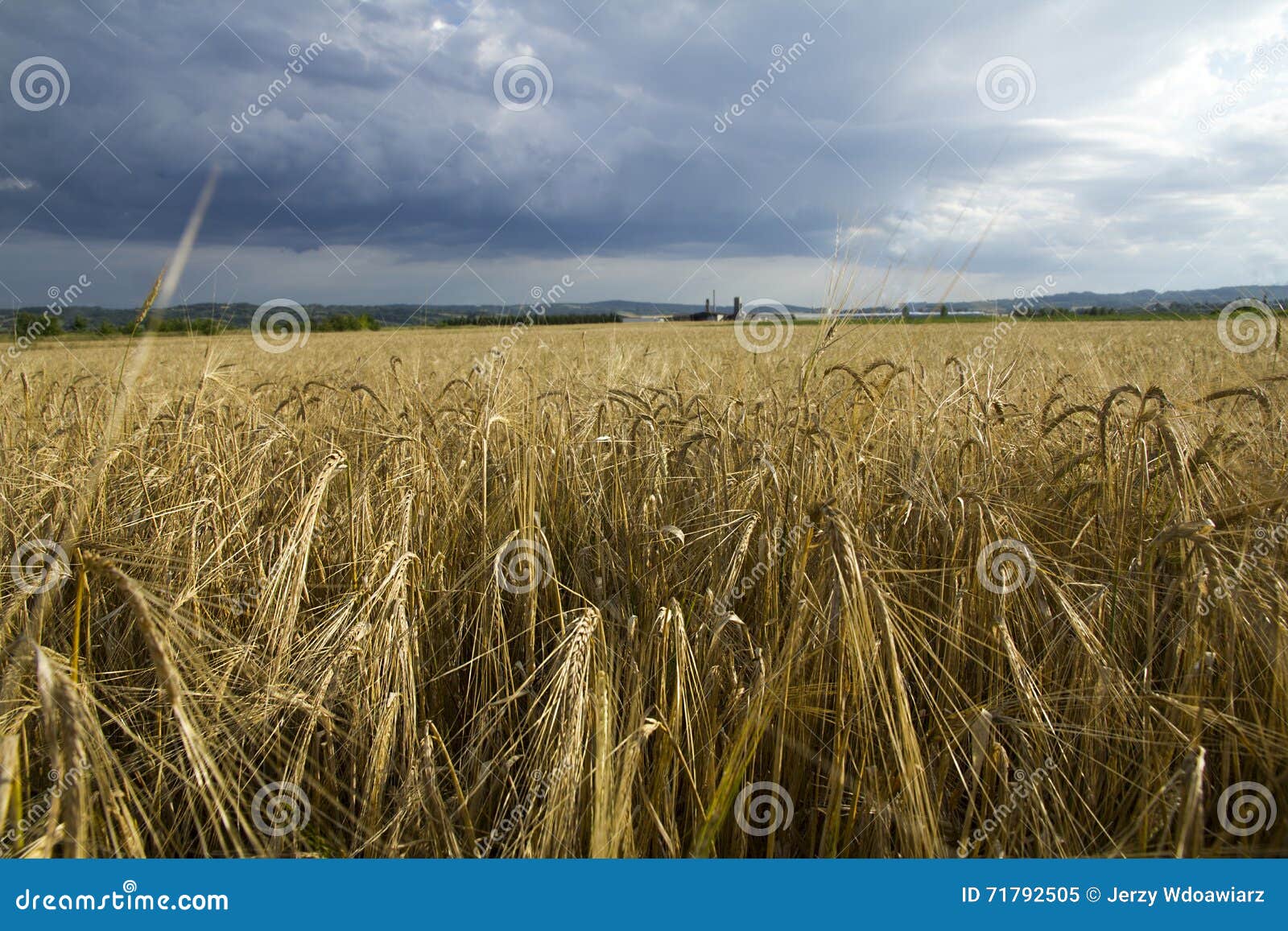 Field of grain stock image. Image of cornfield, meadow - 71792505