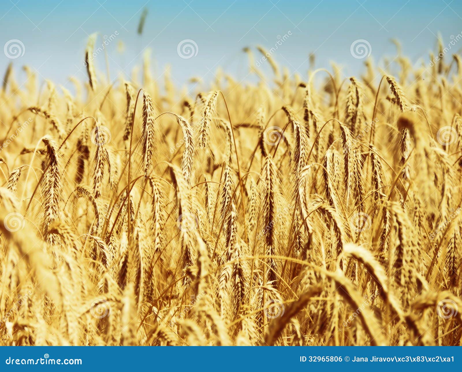 Field of grain stock photo. Image of gold, yellow, blue - 32965806