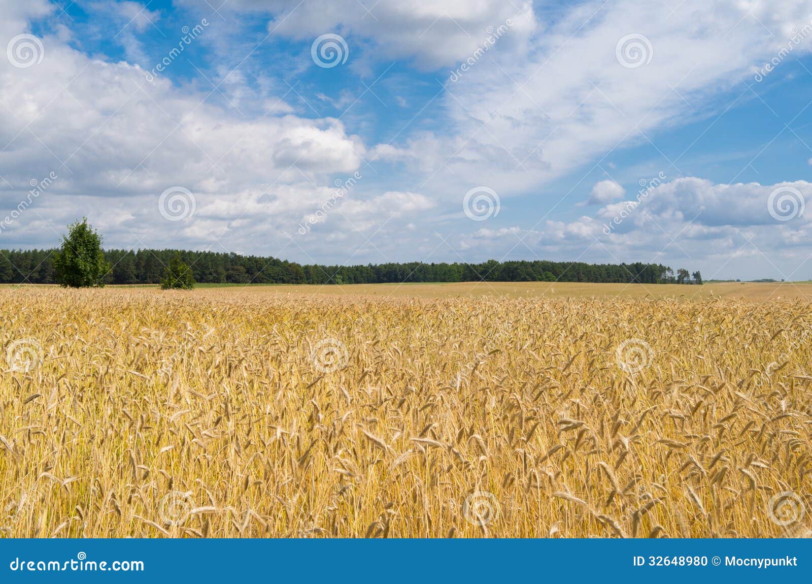 Field of grain stock photo. Image of village, poland - 32648980