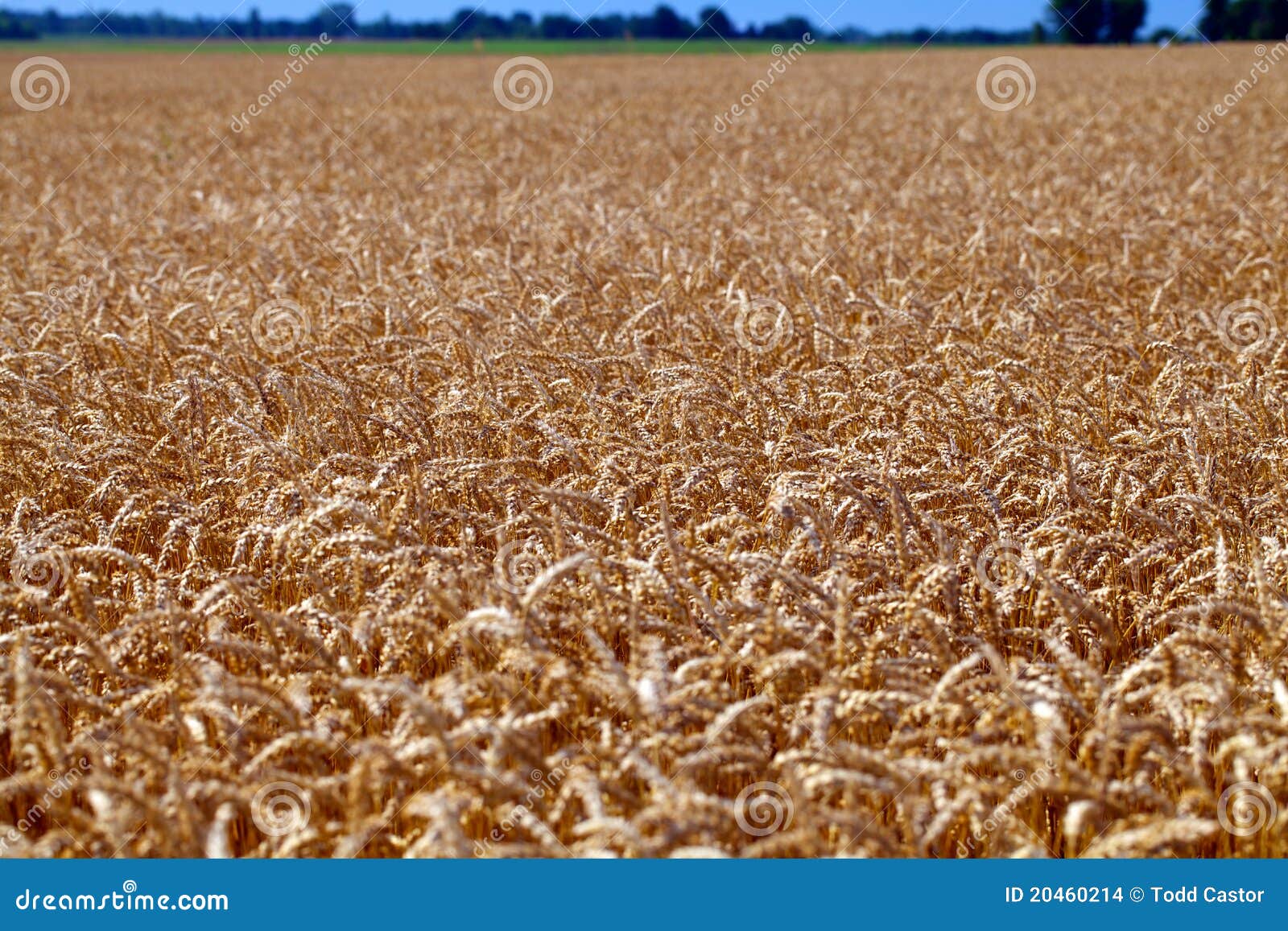 Field of Grain Ready for Harvest Stock Photo - Image of wheat, harvest ...