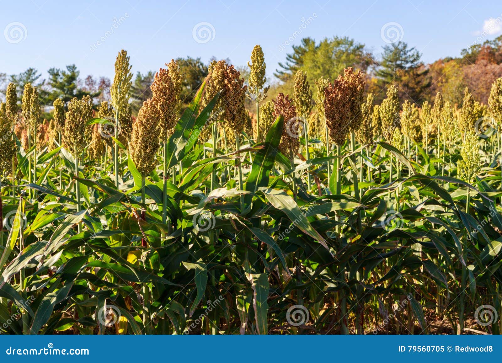 Field of Grain Sorghum stock image. Image of annual, mature - 79560705