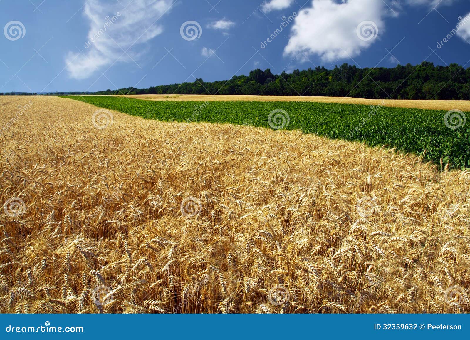 Field of Grain in the Summer Stock Photo - Image of grain, country ...