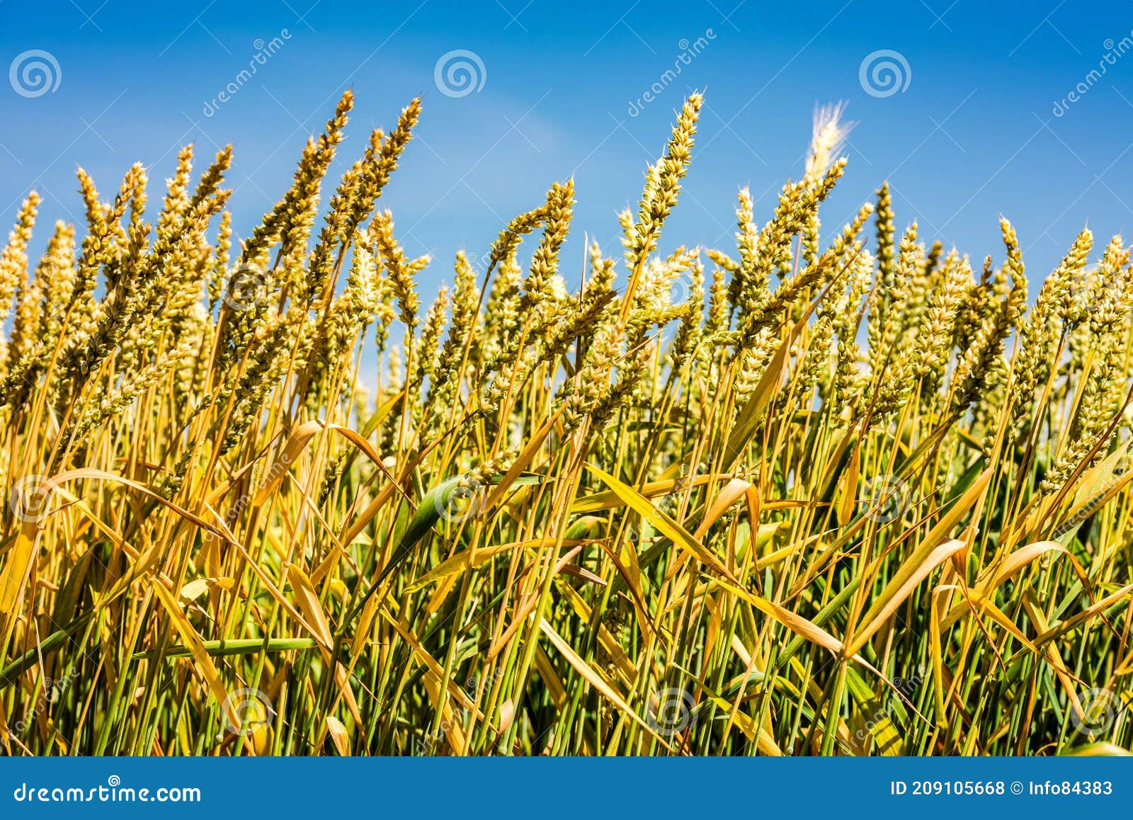 A Field of Grains on a Summer Day Stock Photo - Image of protein, farm ...