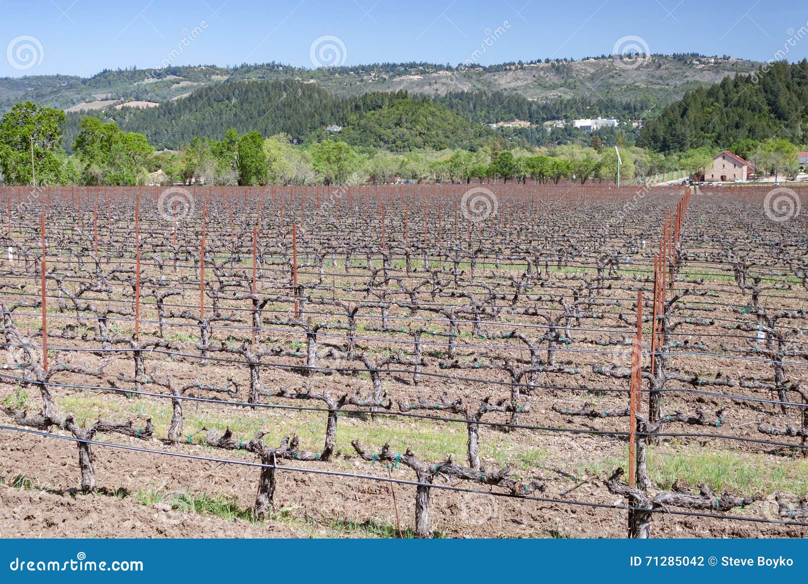 Field of Grape Vines in California Stock Photo - Image of blue, land ...