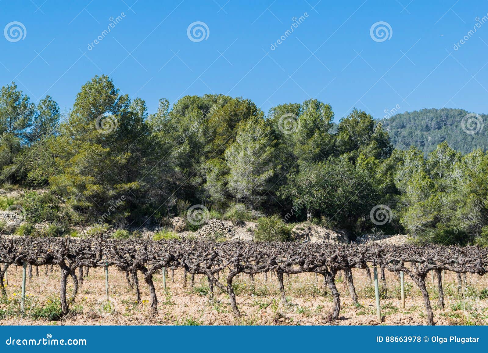 Field of Grape Vines Early Spring in Spain, Mountains in the Background ...