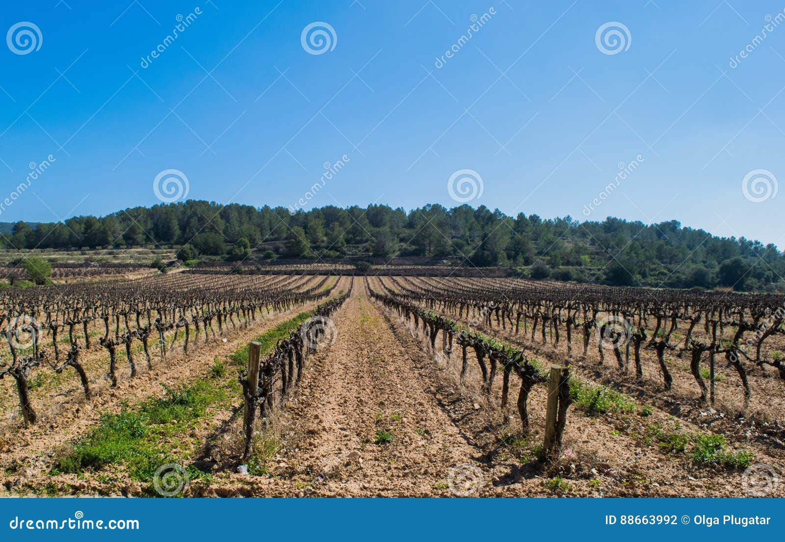 Field of Grape Vines Early Spring in Spain, Mountains in the Background ...