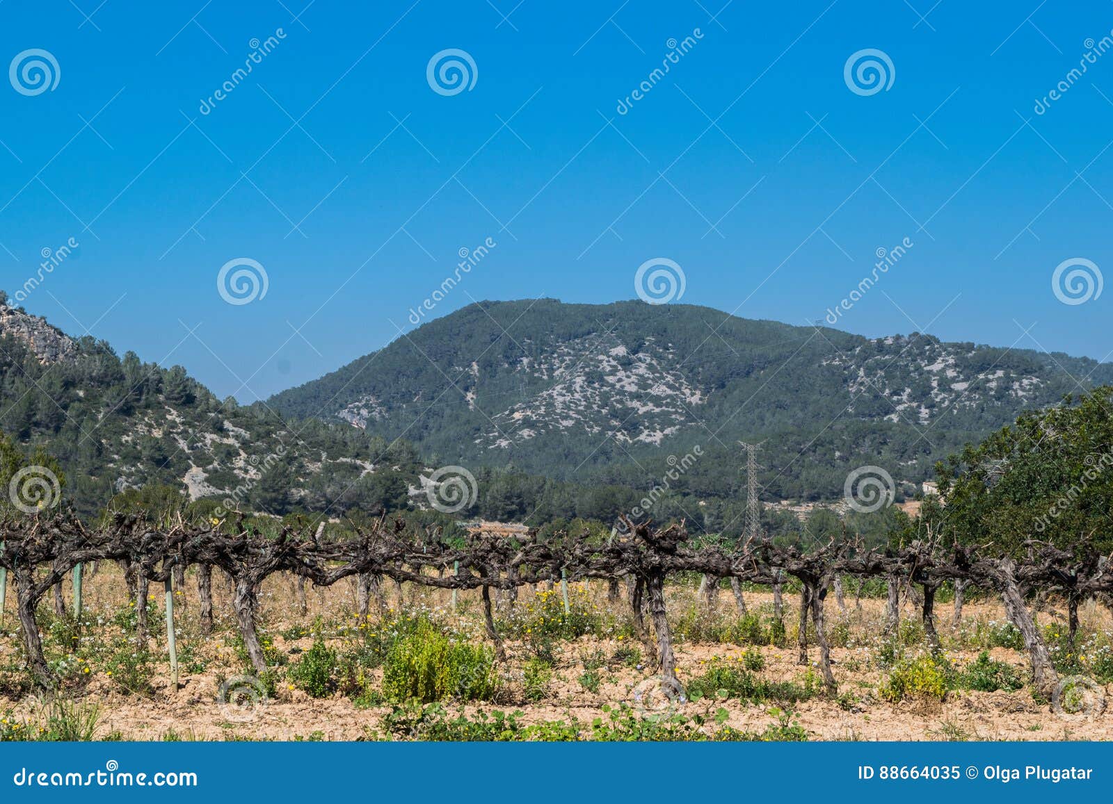 Field of Grape Vines Early Spring in Spain, Mountains in the Background ...