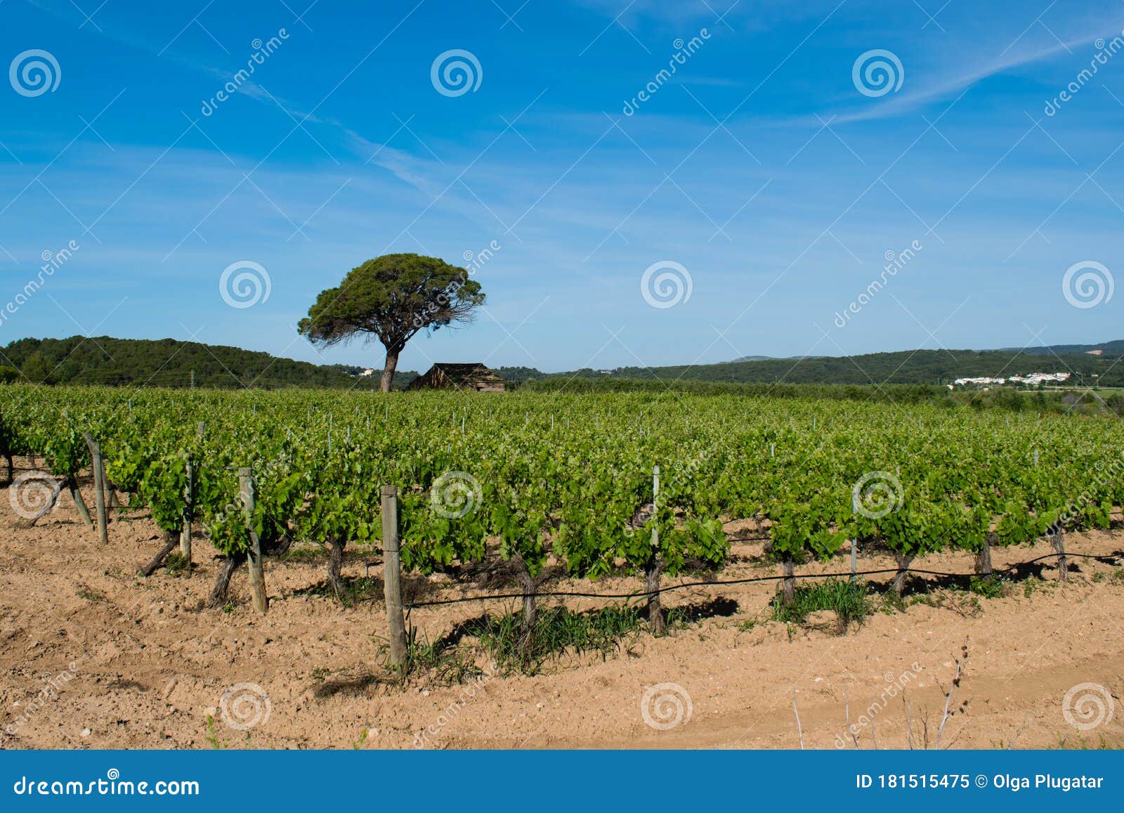 Field of Grape Vines Spring in Spain, Lonely Tree with Old House Stock ...