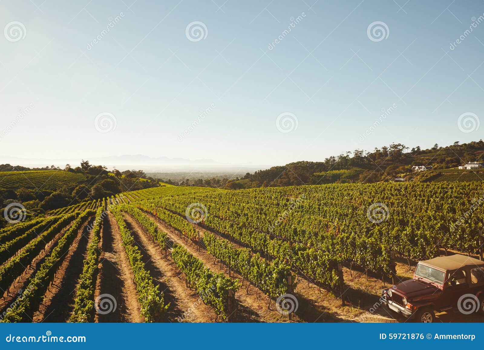 Field of Grape Vines Under Clear Blue Sky Stock Photo - Image of ...