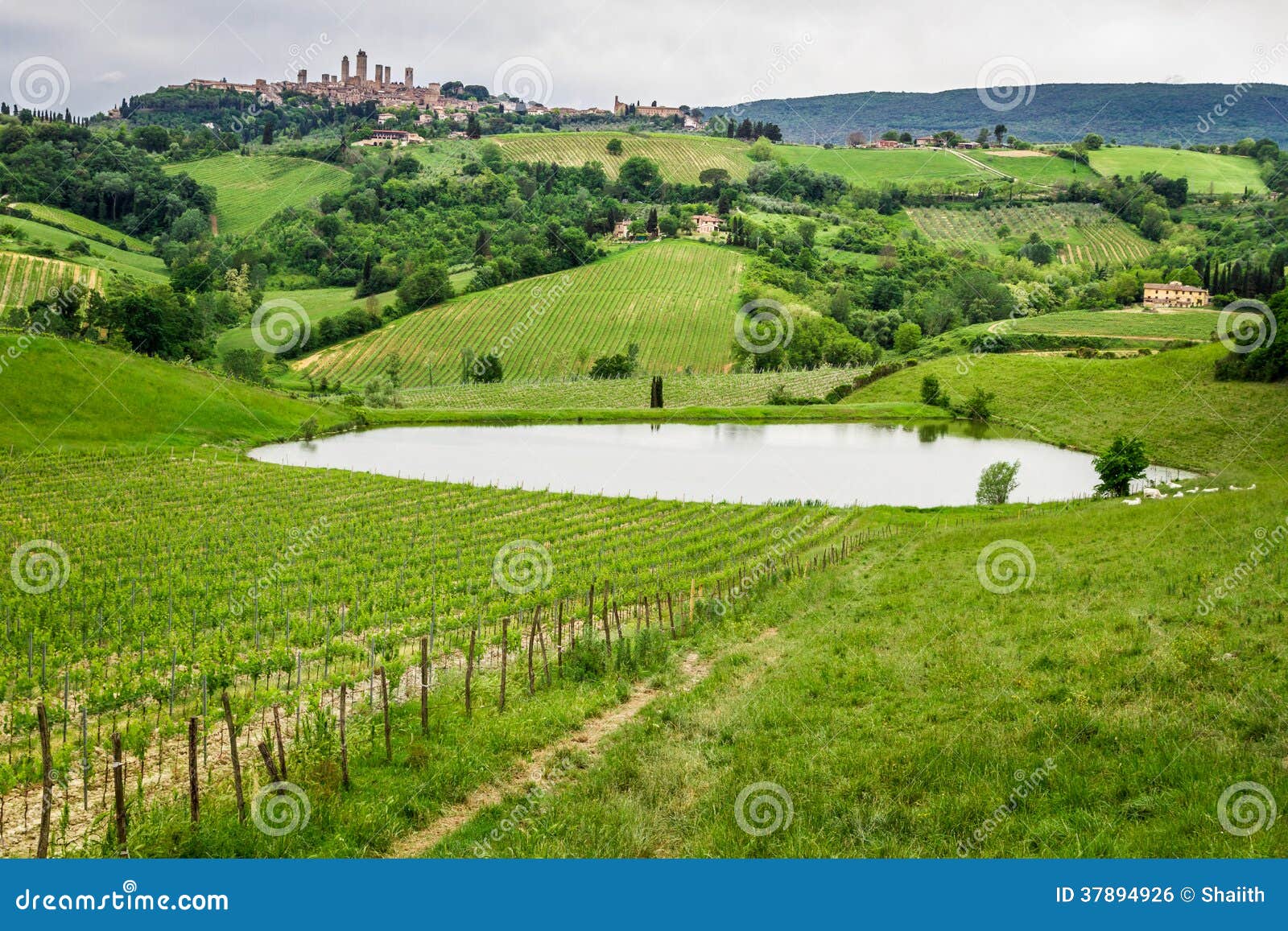 Field of Grapes on a Pond in Italy Stock Photo - Image of locations ...