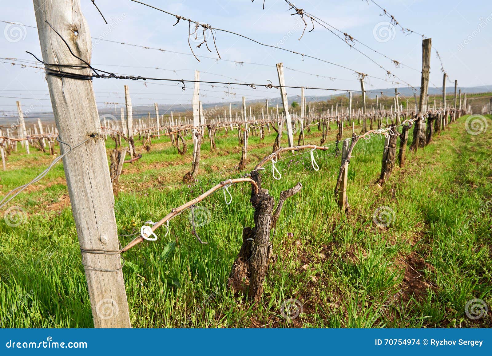 Field of Grapevine in Spring after Garter Stock Photo - Image of ...