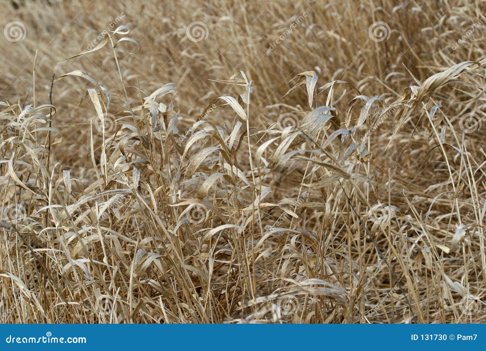 Field grass stock photo. Image of prarie, meadows, praries - 131730