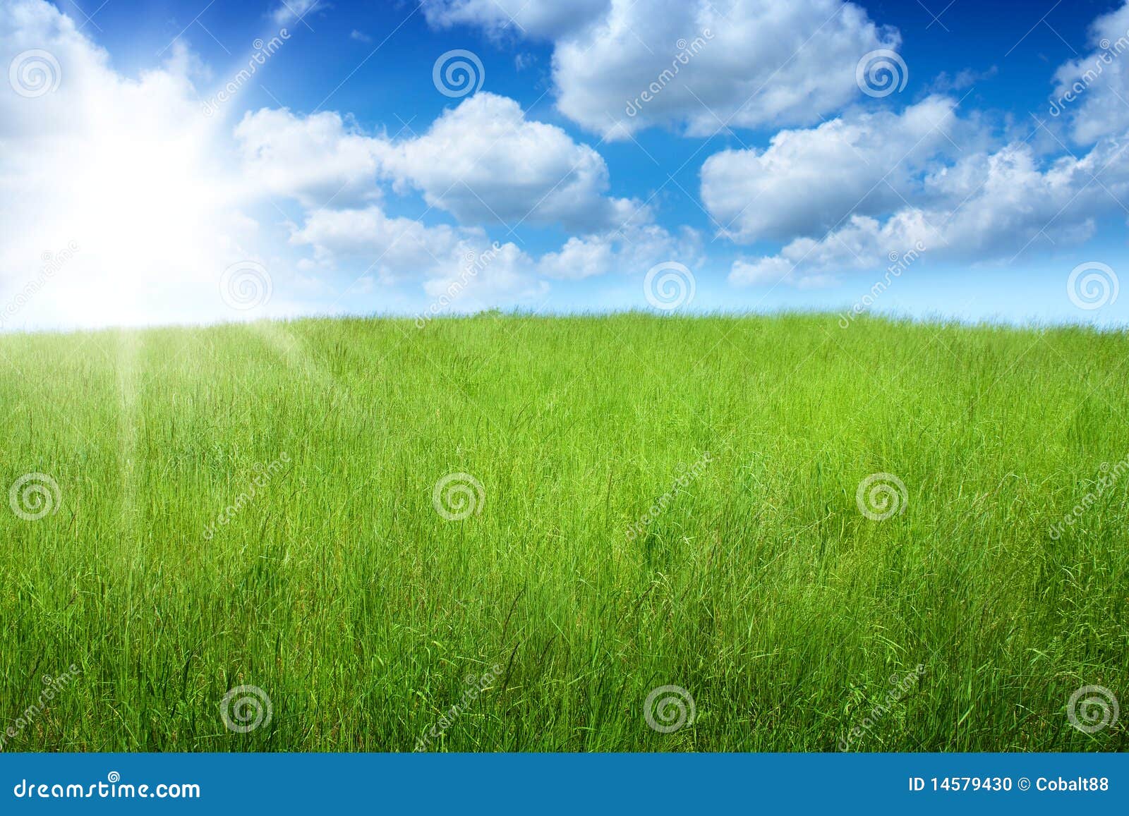 Field of grass stock photo. Image of horizon, nature - 14579430