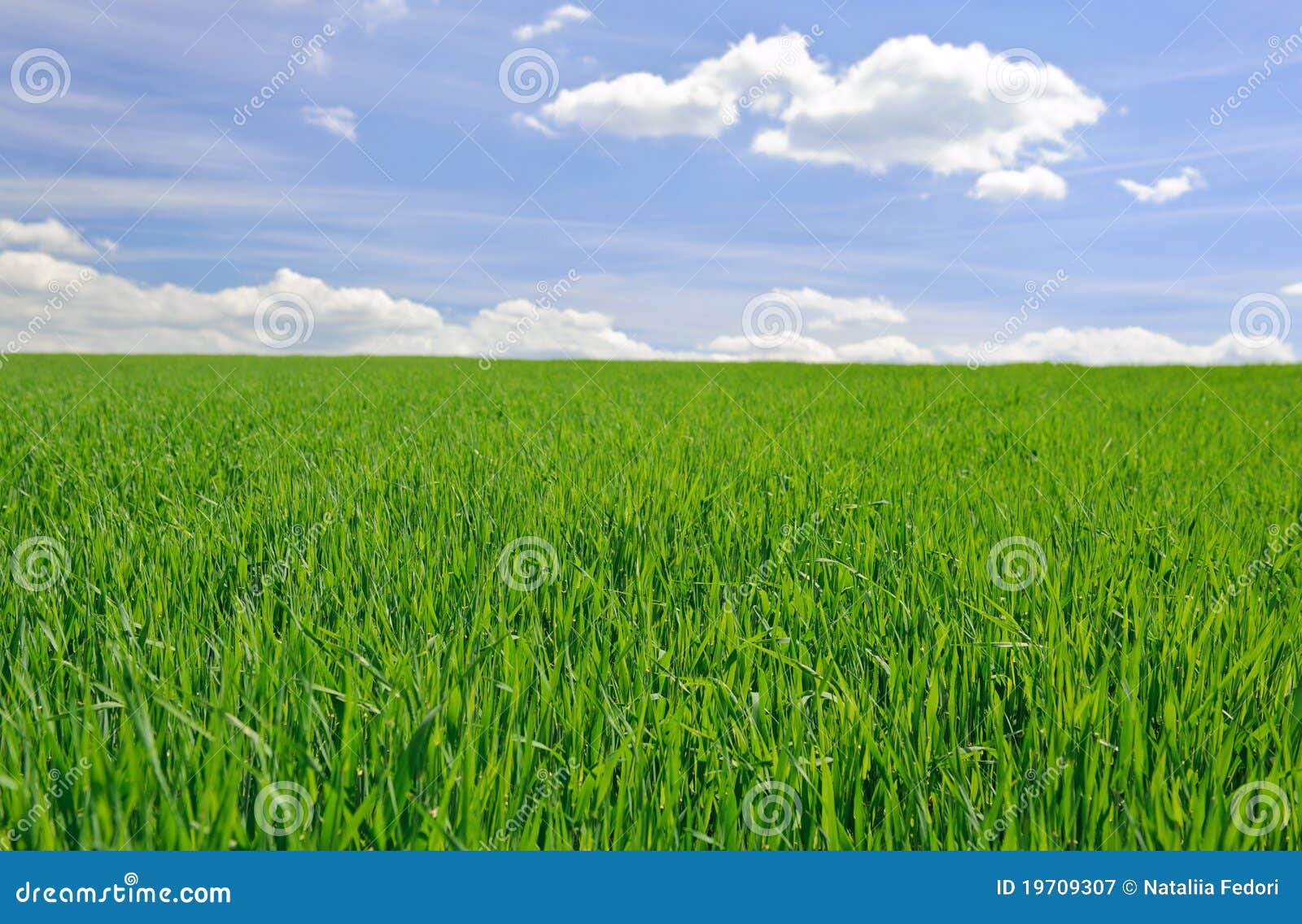 Field of grass stock image. Image of paradise, field - 19709307