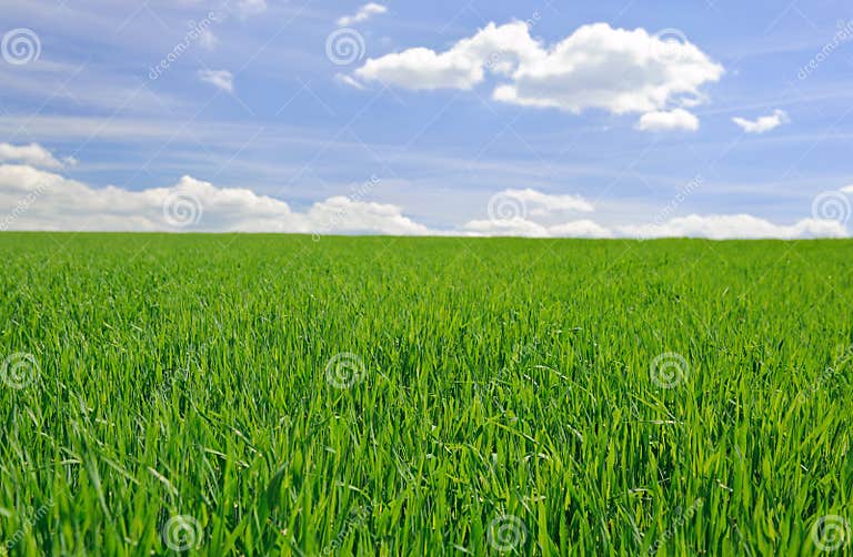 Field of grass stock image. Image of paradise, field - 19709307