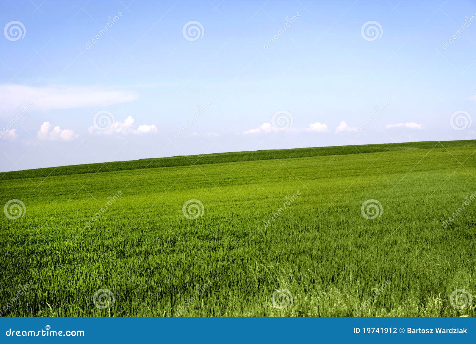 Field of grass stock photo. Image of beautiful, country - 19741912