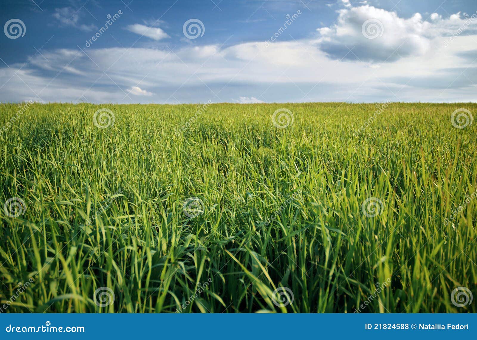 Field of grass stock photo. Image of cloudy, grow, paradise - 21824588