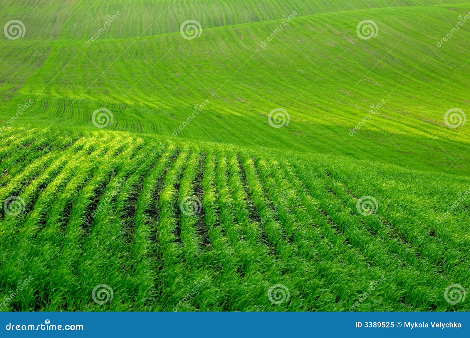 Field with grass stock image. Image of healthy, green - 3389525