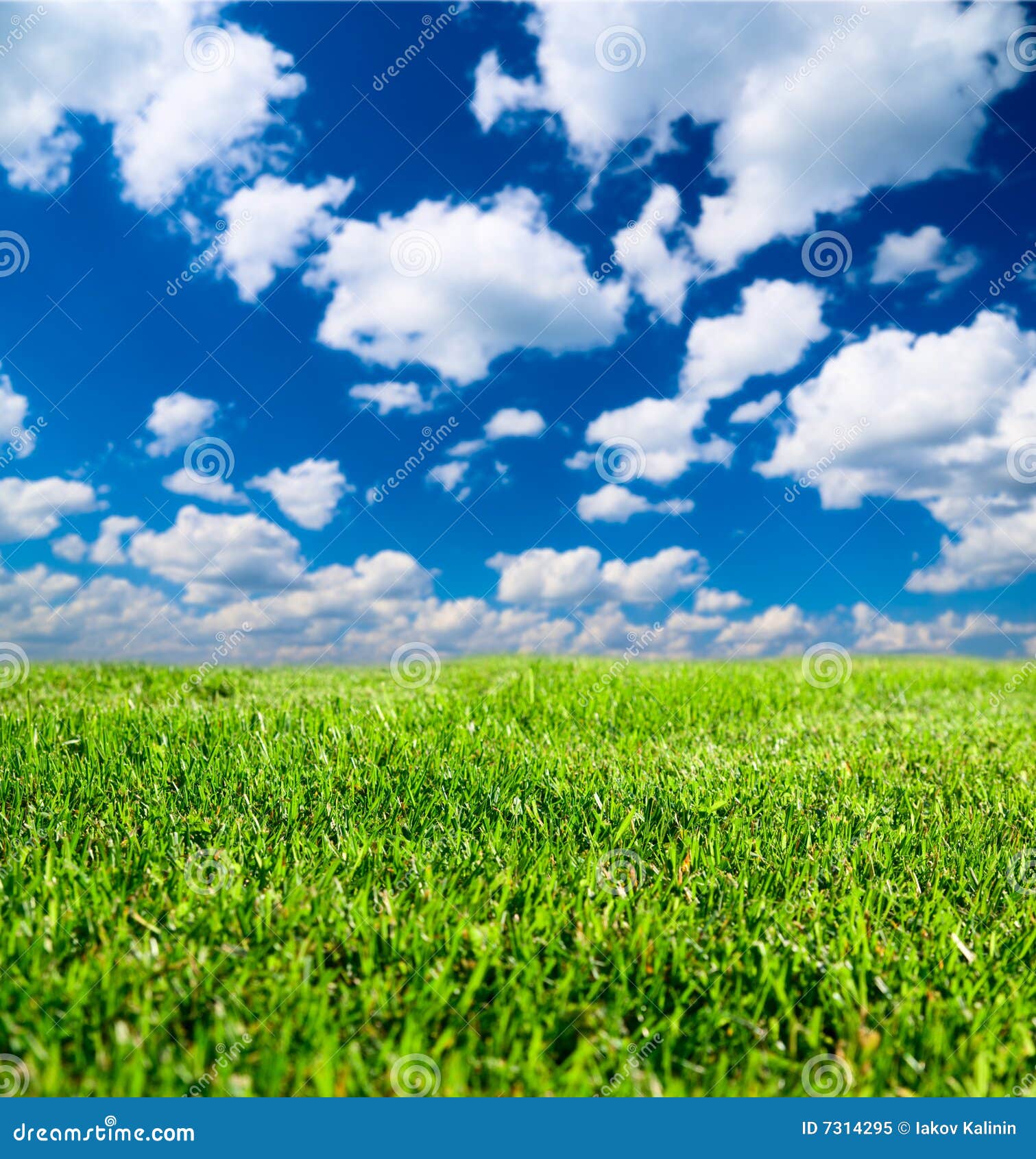 Field of grass stock image. Image of field, green, nature - 7314295