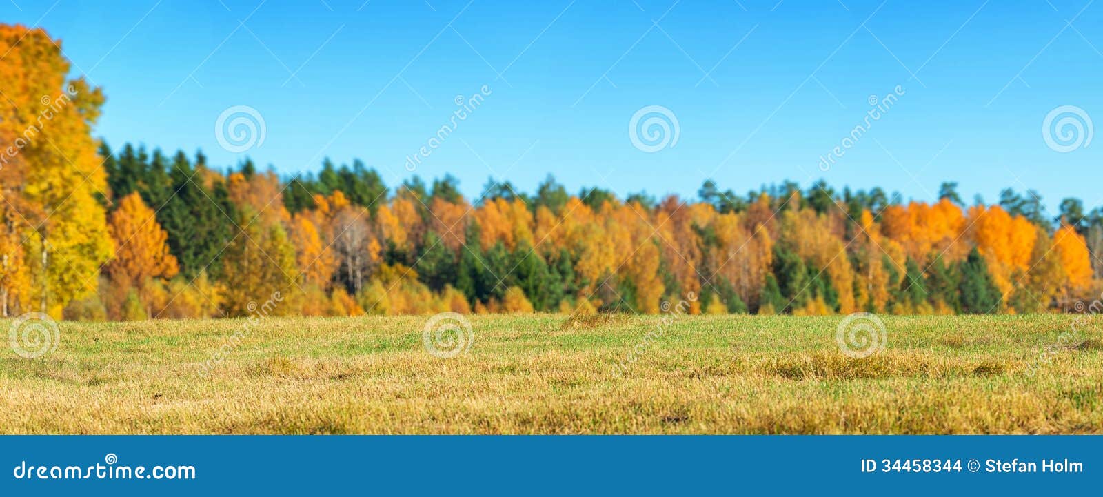 Field of Grass with an Autumn Forest Stock Photo - Image of meadow ...
